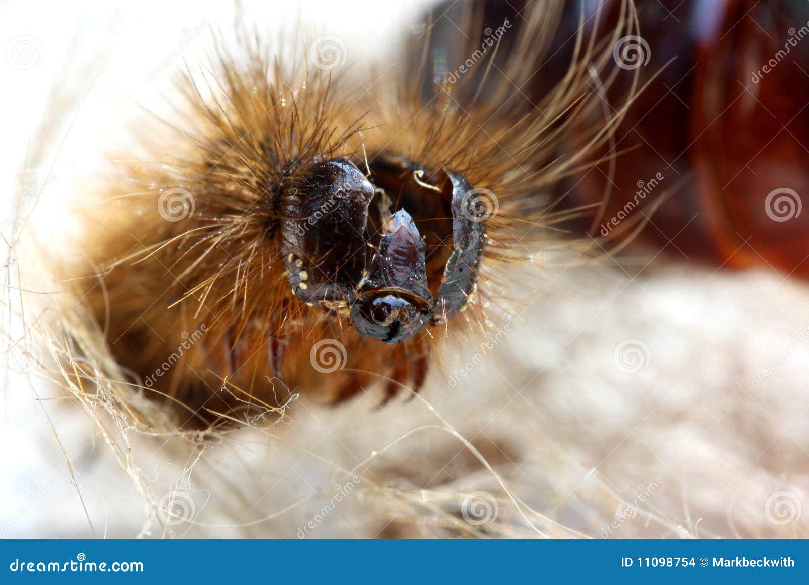 Pupa stock photo. Image of hair, larvae, pupae, insecta - 11098754