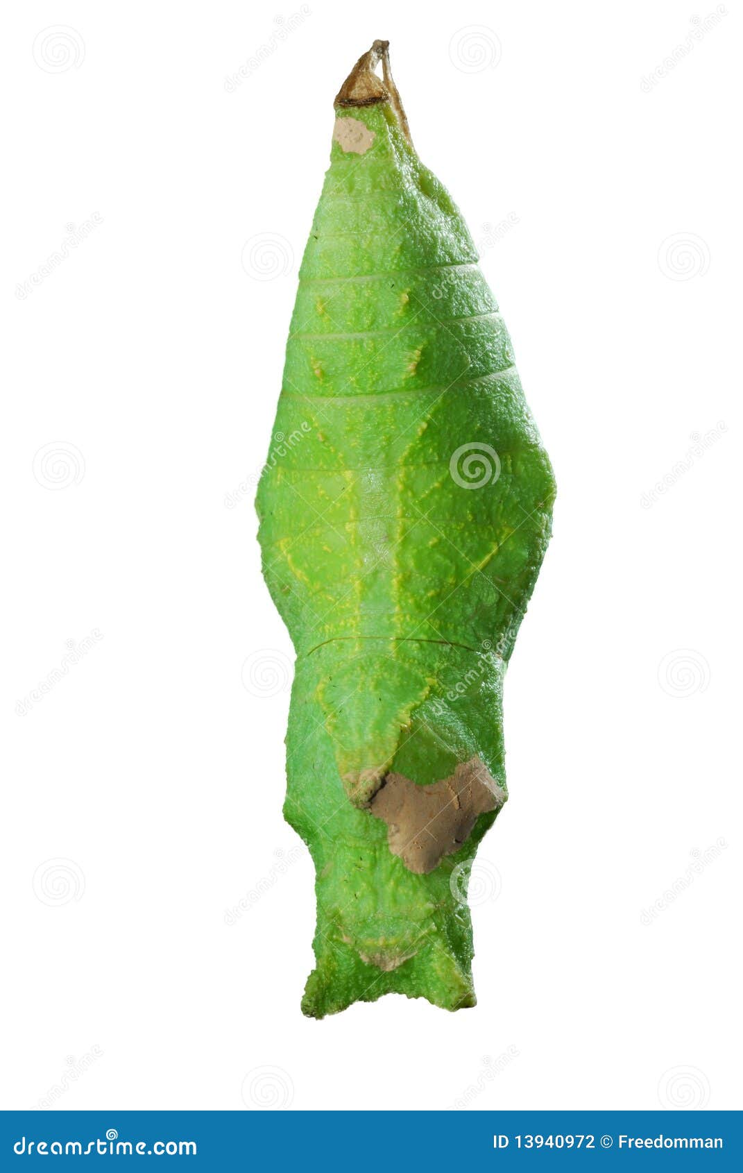 Pupa stock photo. Image of larva, imago, change, metamorphosis - 13940972