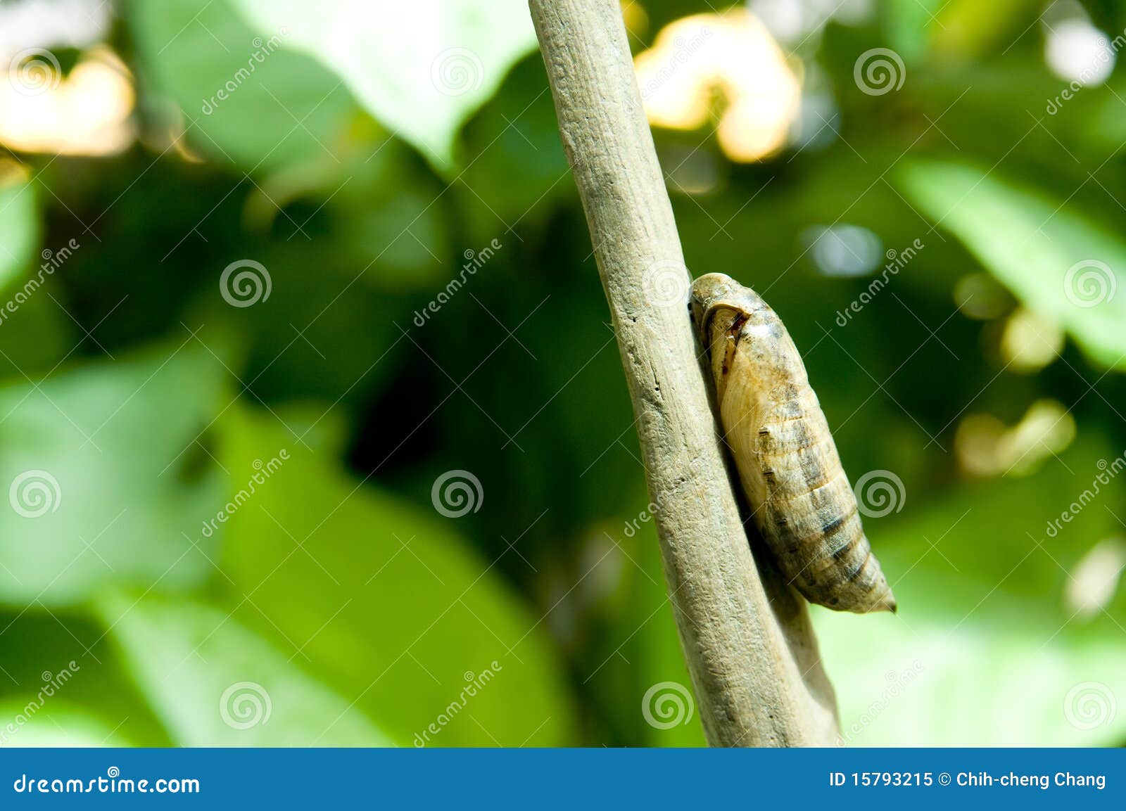 Pupa stock image. Image of insect, change, life, material - 15793215