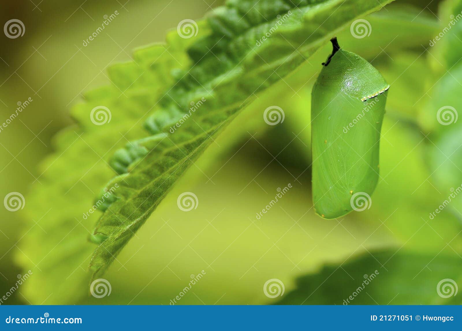 Pupa stock image. Image of metamorphosis, stages, holometabole - 21271051