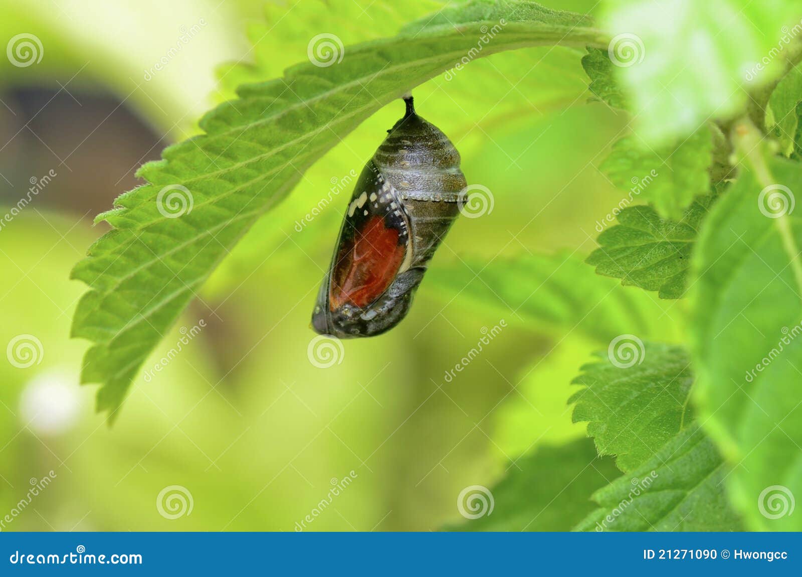 Pupa stock photo. Image of renewal, chrysalis, imago - 21271090