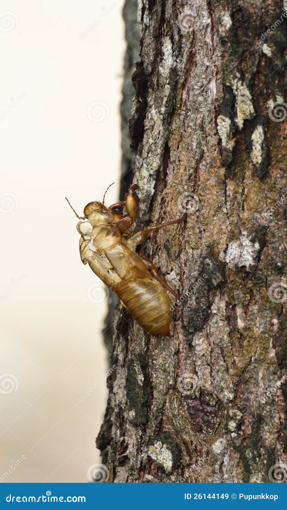 Pupa stock image. Image of insect, pupa, change, bright - 26144149