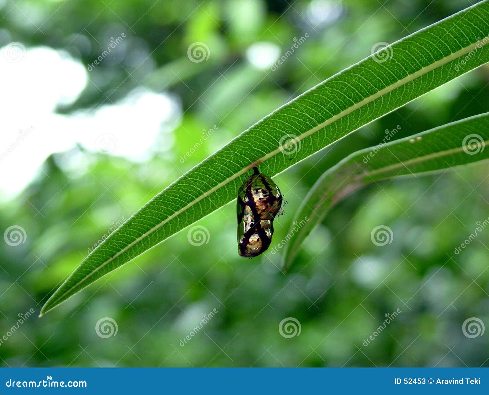 Pupa Royalty-Free Stock Photography | CartoonDealer.com #81958841