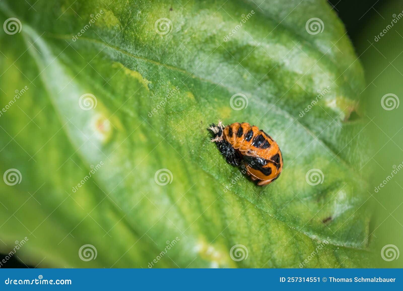 Pupa of an Asian Ladybug on a Green Leaf of a Tree in Nature, Germany ...