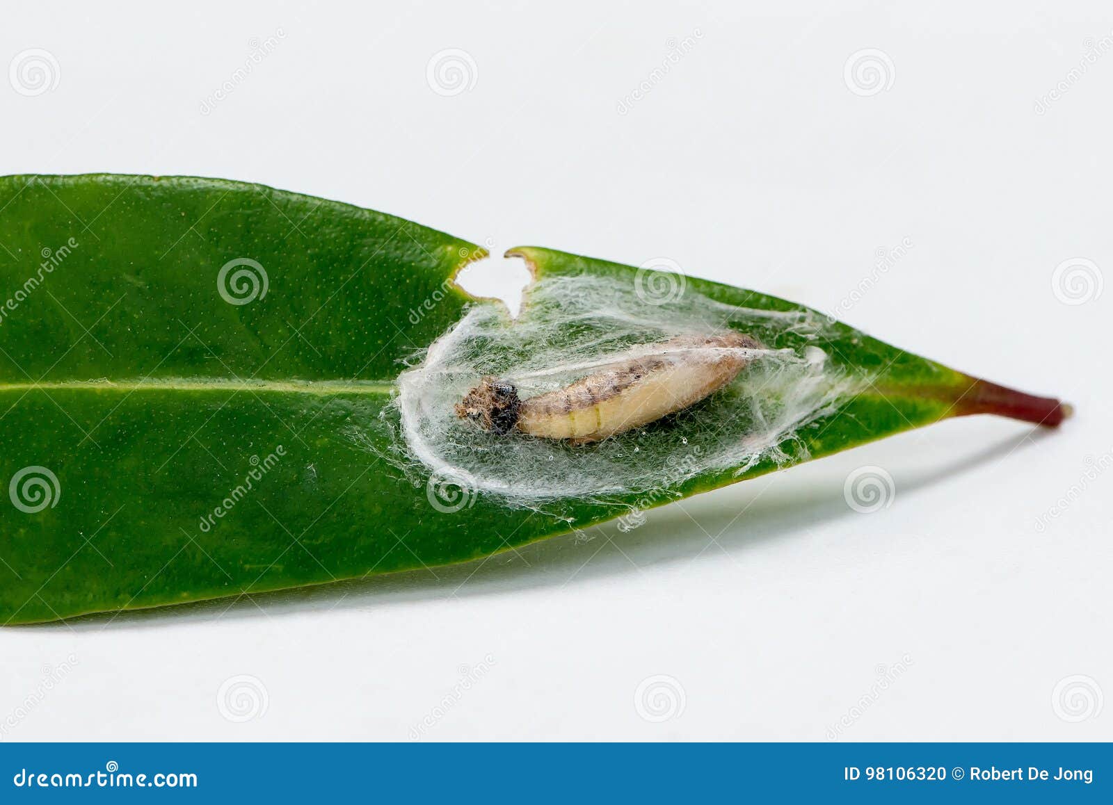 Box Tree Moth Cydalima Perspectalis Caterpillars In The Garden On ...