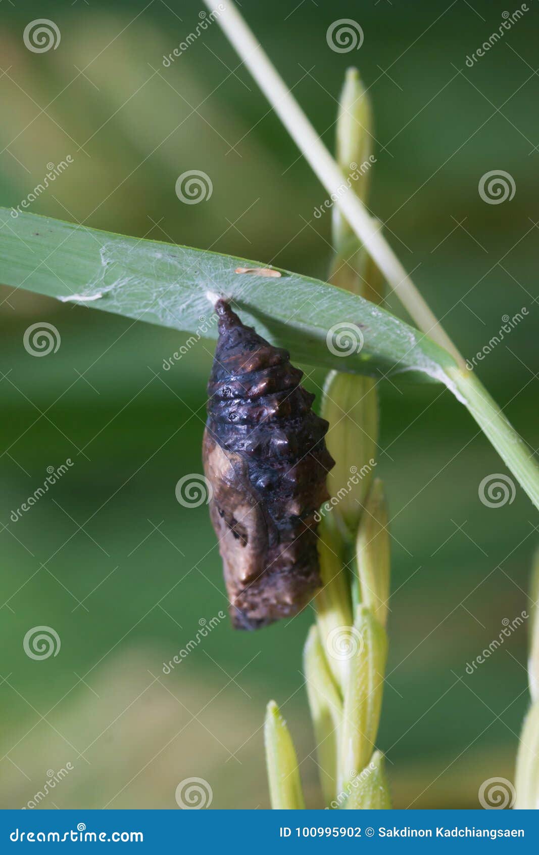 Pupa Butterfly stock photo. Image of paddy, farm, insects - 100995902