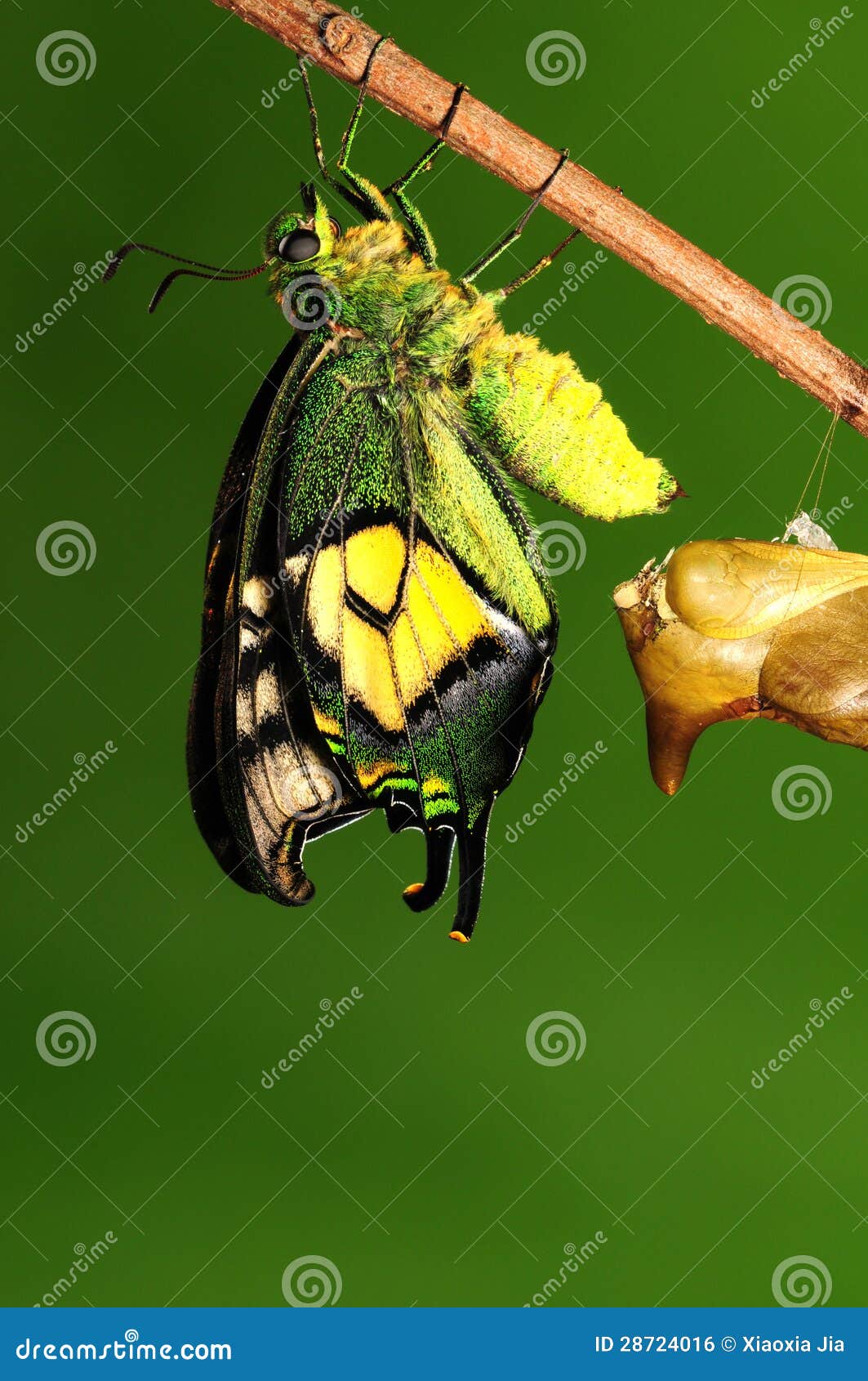Pupa of Butterfly, Process of Eclosion 7/8 Stock Photo - Image of ...