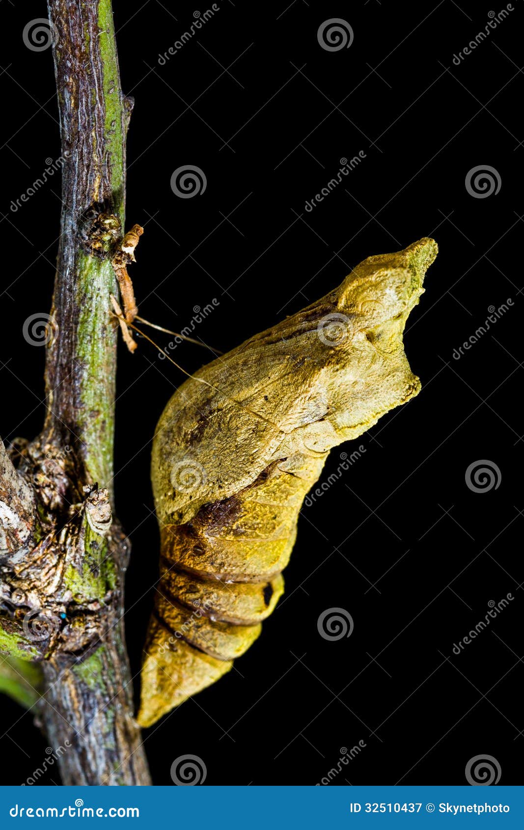 Pupa of Butterfly on the Tree Stock Image - Image of tree, cocoon: 32510437