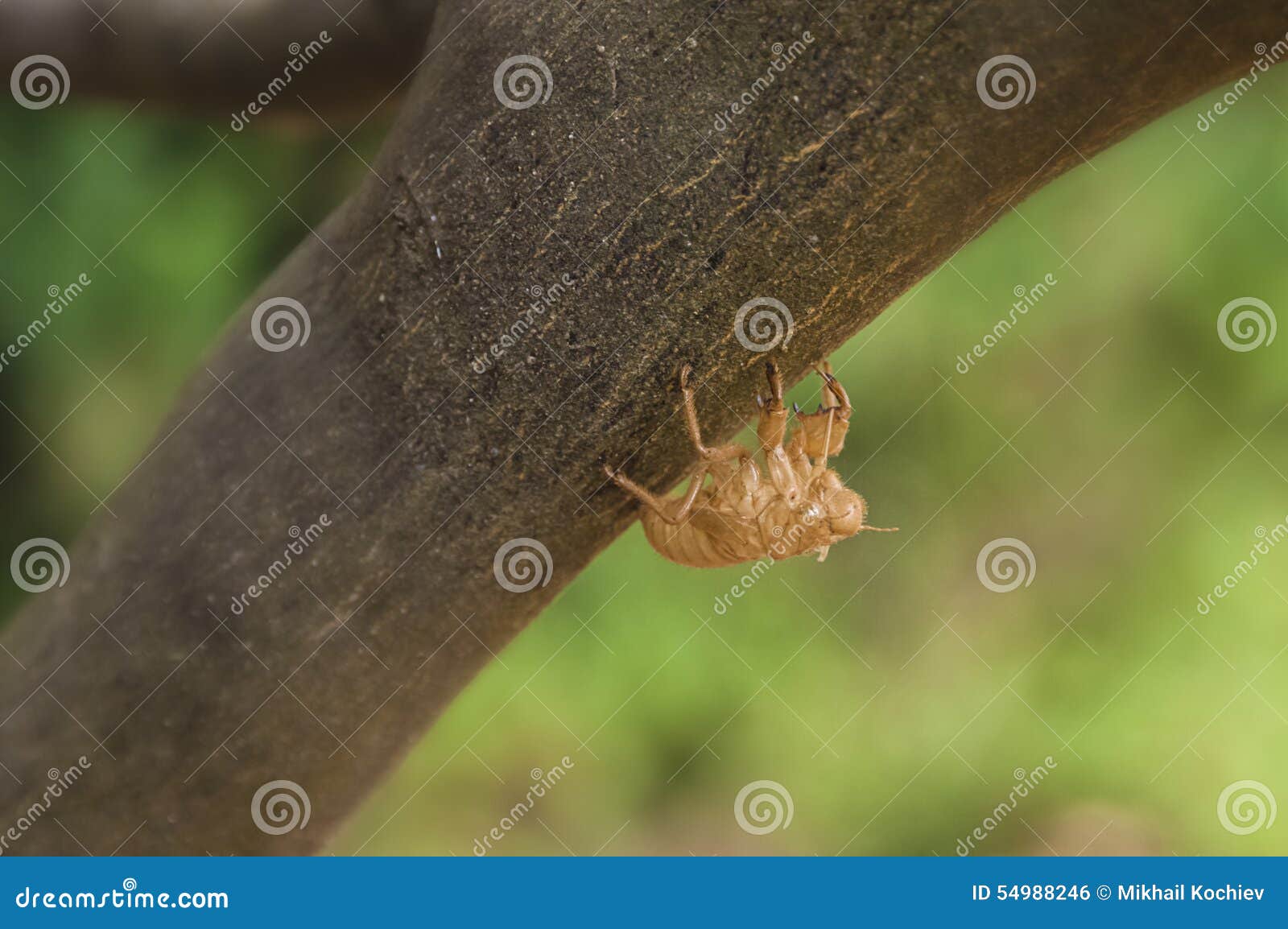 Pupa of Cicada stock photo. Image of entomologist, leafhoppers - 54988246