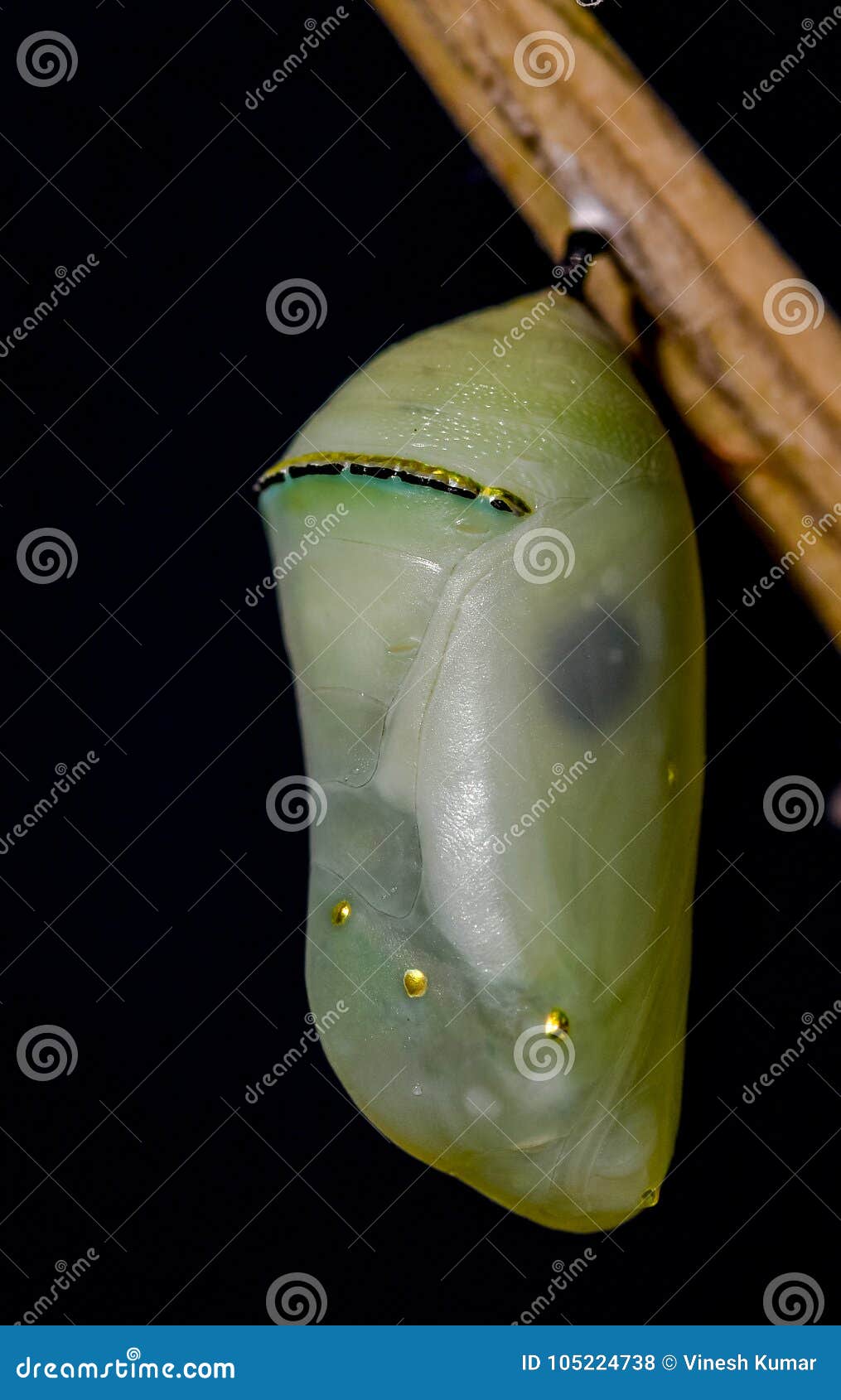 Butterfly pupa stock photo. Image of isolated, pupa - 105224738
