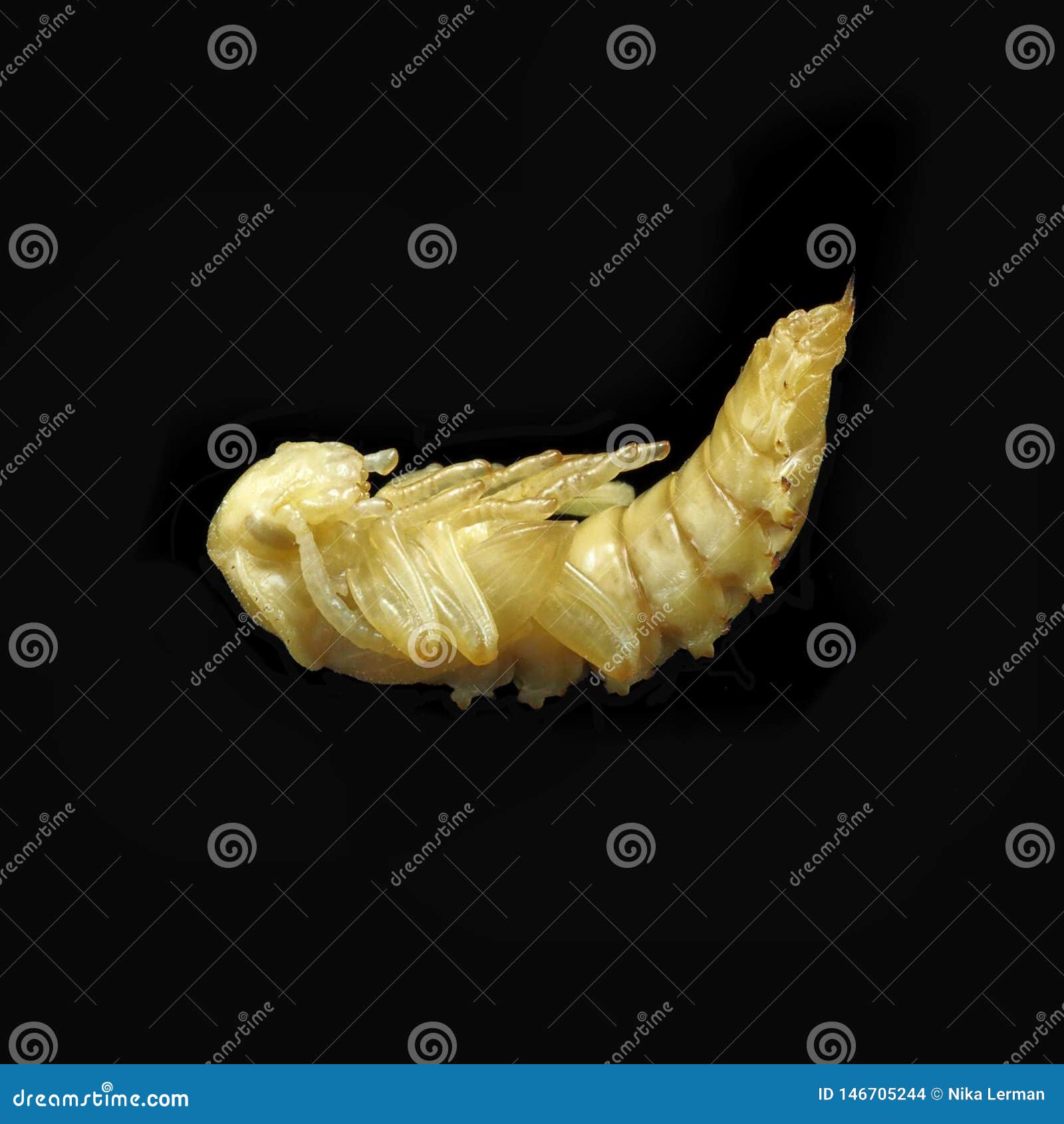 Pupa of a Darkling beetle stock photo. Image of fauna - 146705244