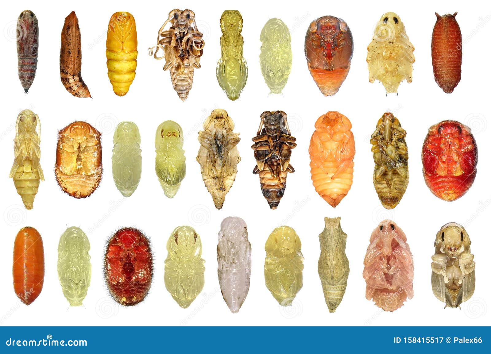 Pupa de los insectos imagen de archivo. Imagen de dorsal - 158415517