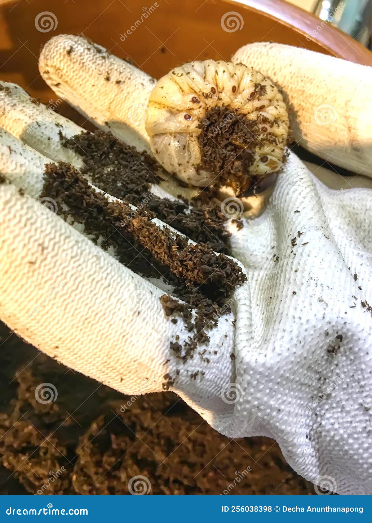 Pupa in hand stock photo. Image of nature, garden, ecosystem - 256038398