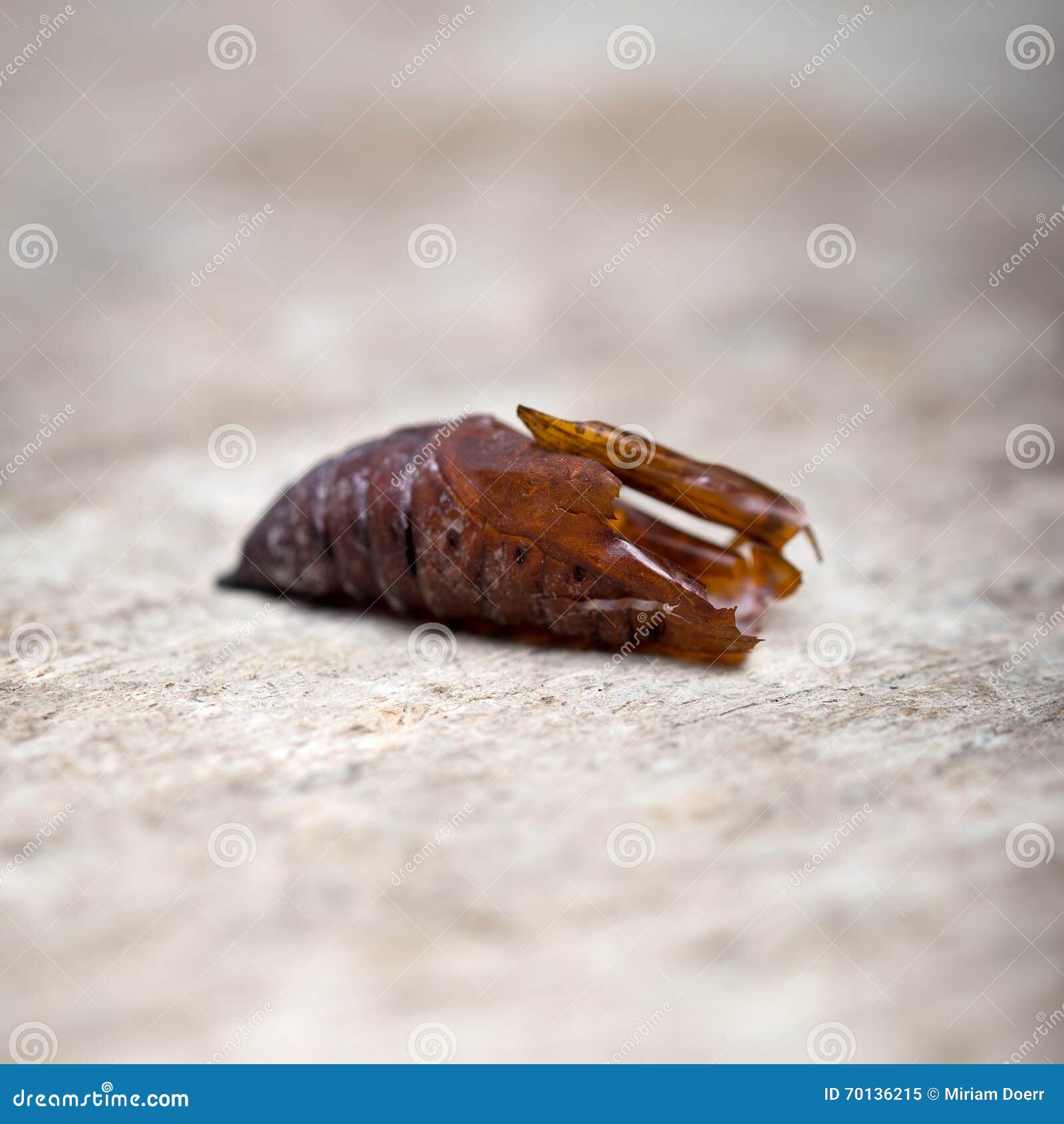 Pupa of a hawk moth stock image. Image of moth, caterpillar - 70136215