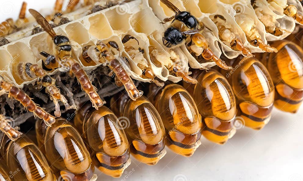 Pupa Honey Bee In Bee Hive Bee Honeycombs With Larvae In A Hive Bee Drone Larva One Day Old