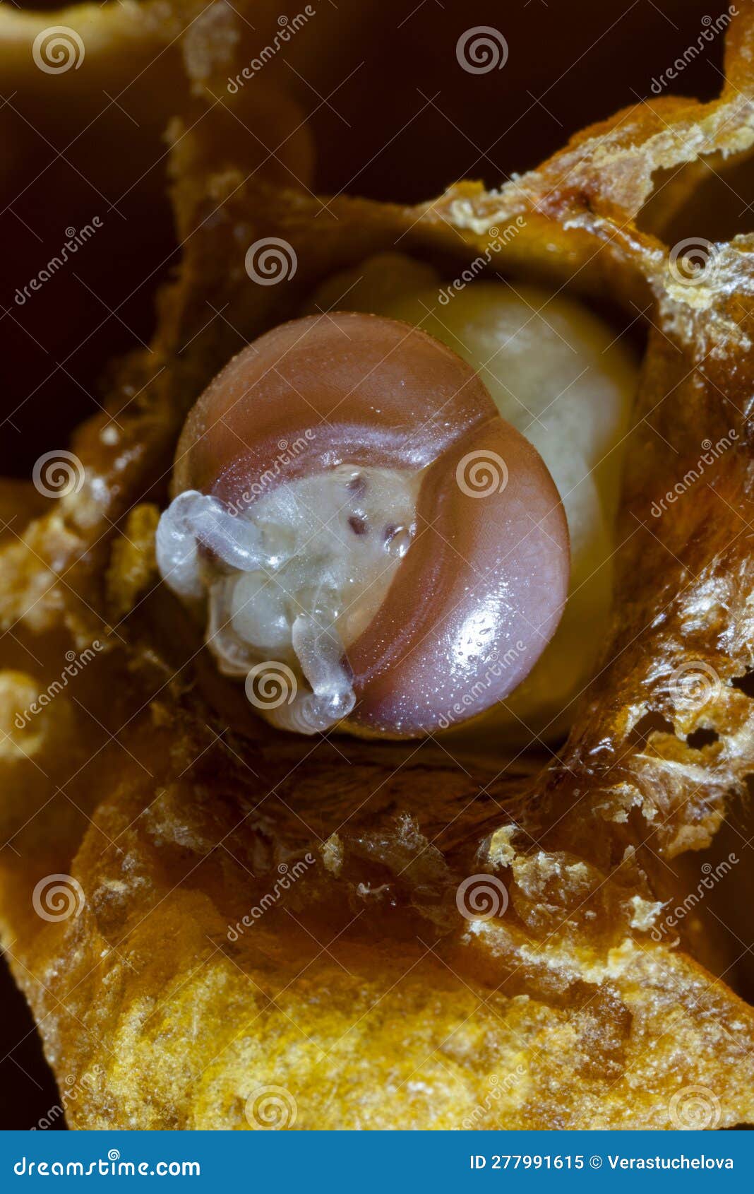Pupa of honey bee (drone) stock image. Image of outdoor - 277991615