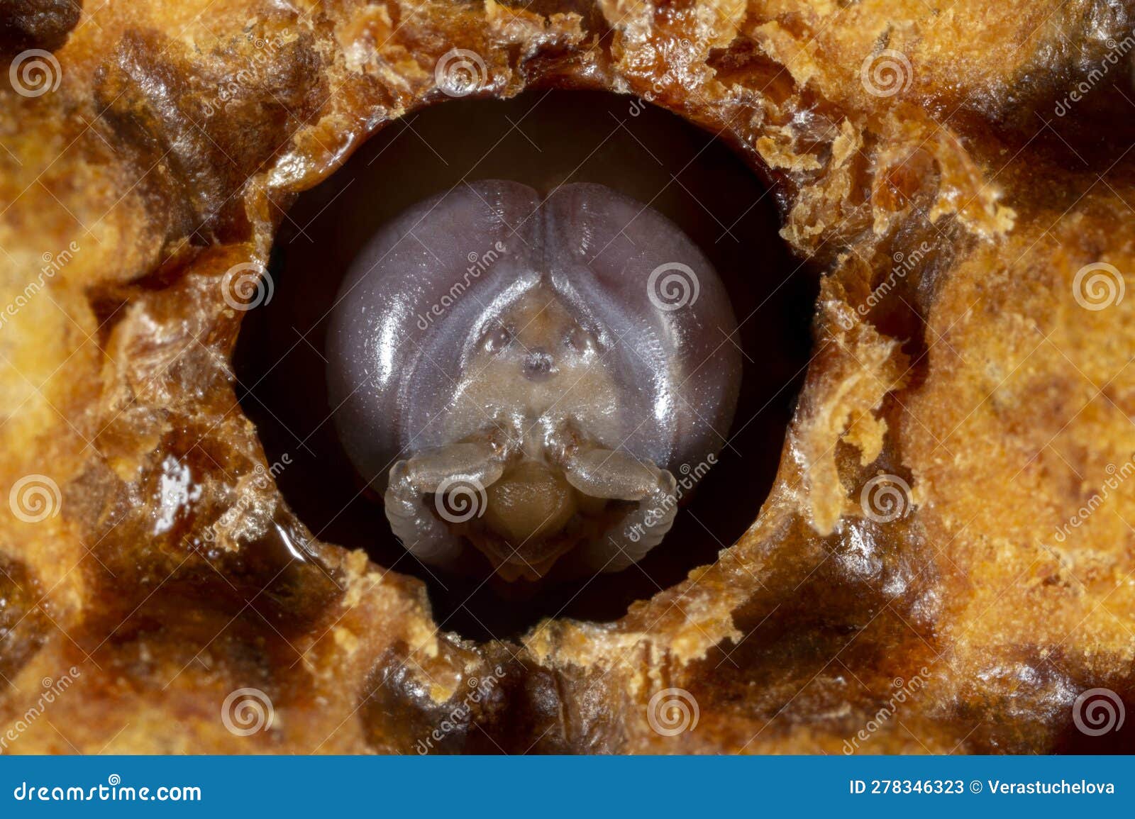 Pupa of honey bee (drone) stock image. Image of pollinator - 278346323