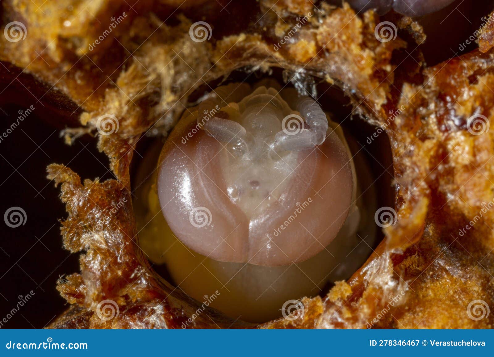 Pupa of honey bee (drone) stock image. Image of animal - 278346467