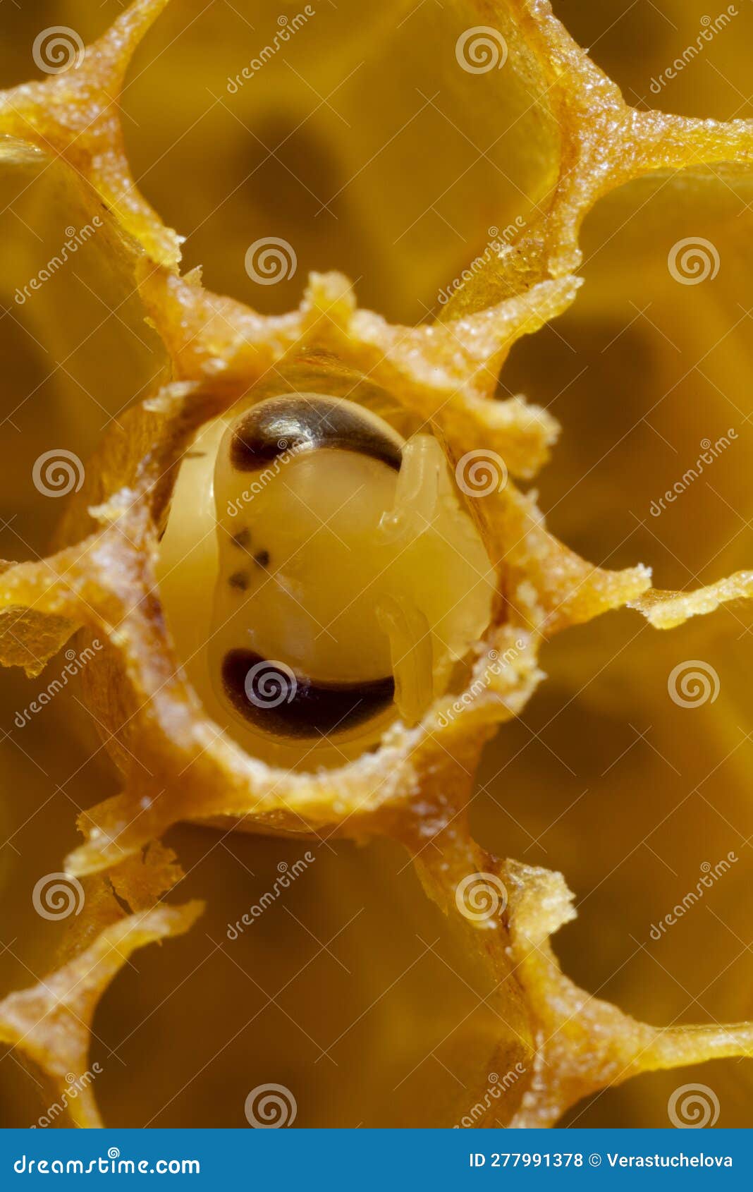 Pupa of honey bee (worker) stock photo. Image of beekeeping - 277991378
