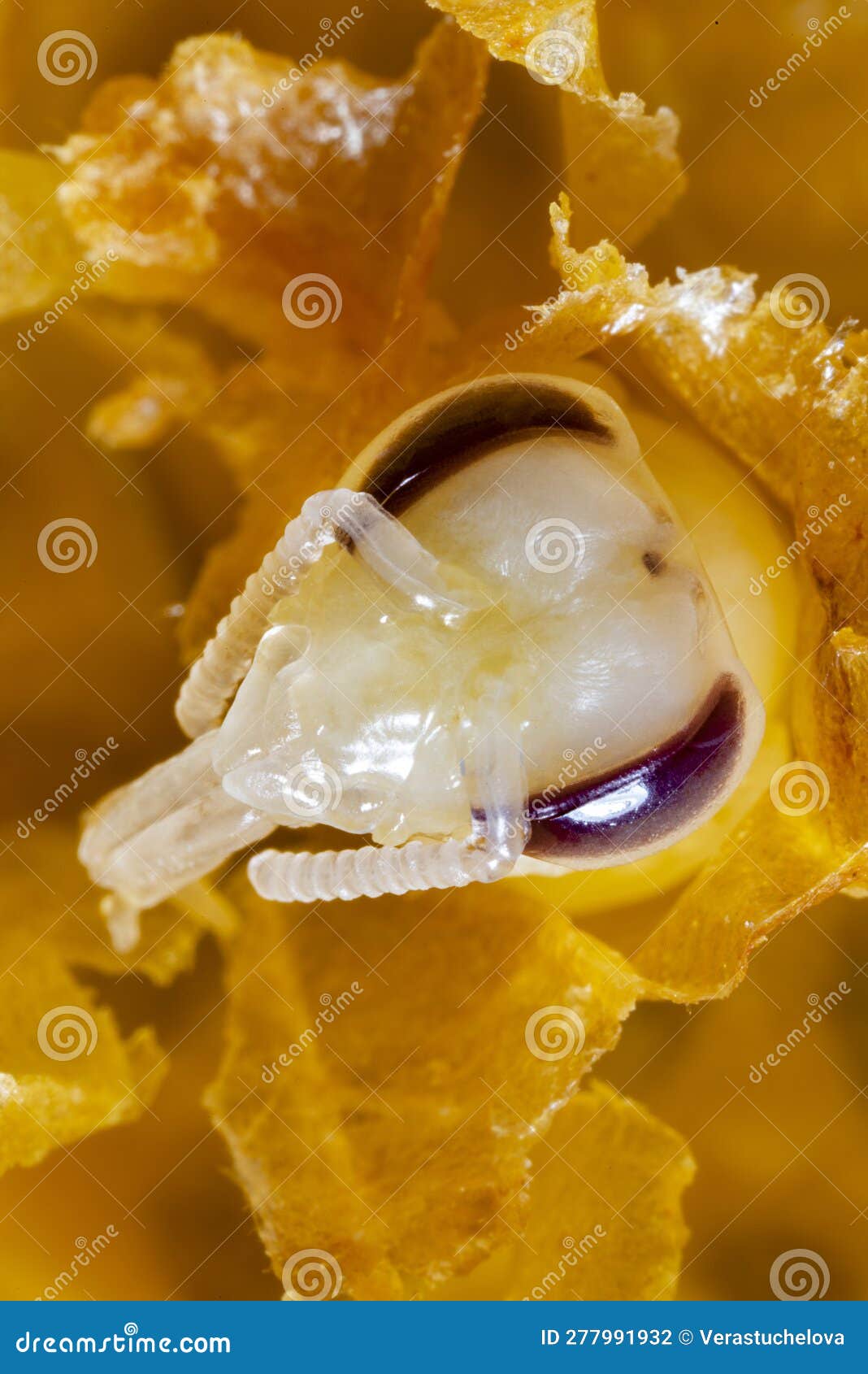 Pupa of honey bee (worker) stock photo. Image of insect - 277991932