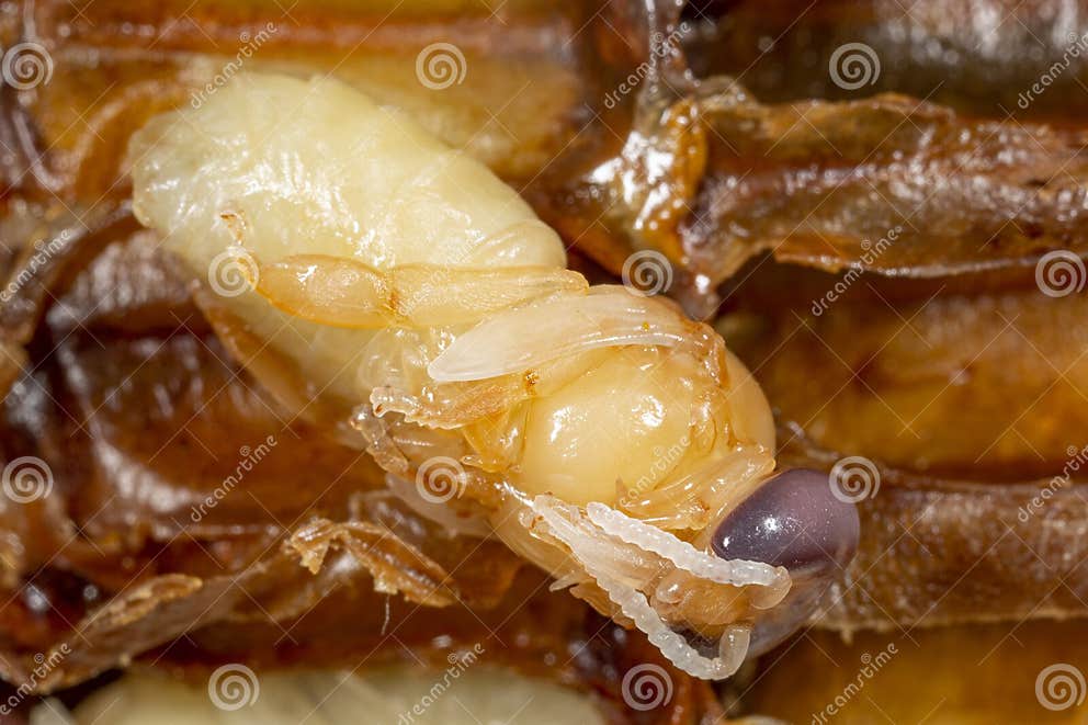 Pupa of honey bee (worker) stock photo. Image of nature - 278346066