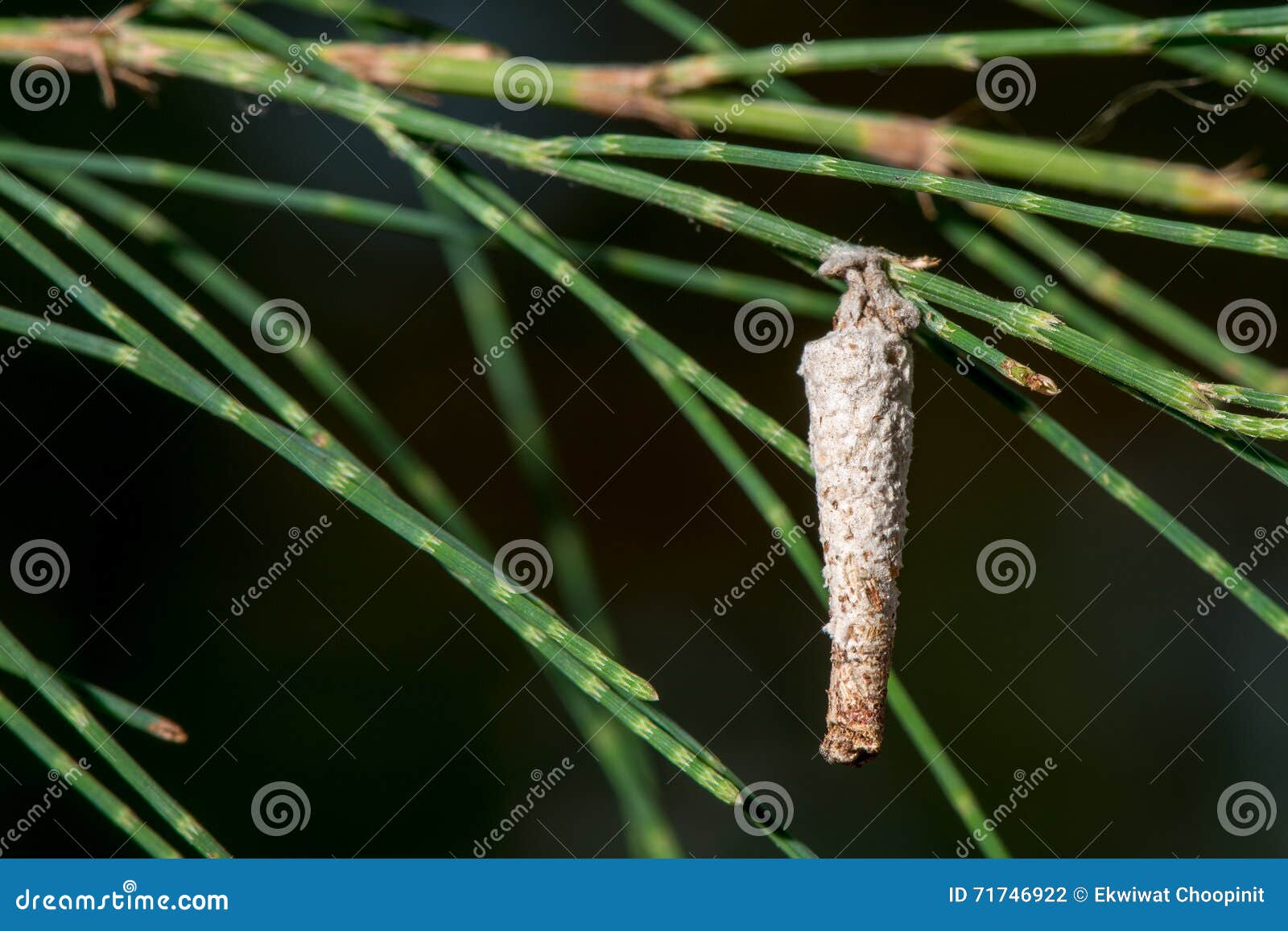 Pupa of an Insect on a Leaf Pine Stock Photo - Image of metamorphosis ...