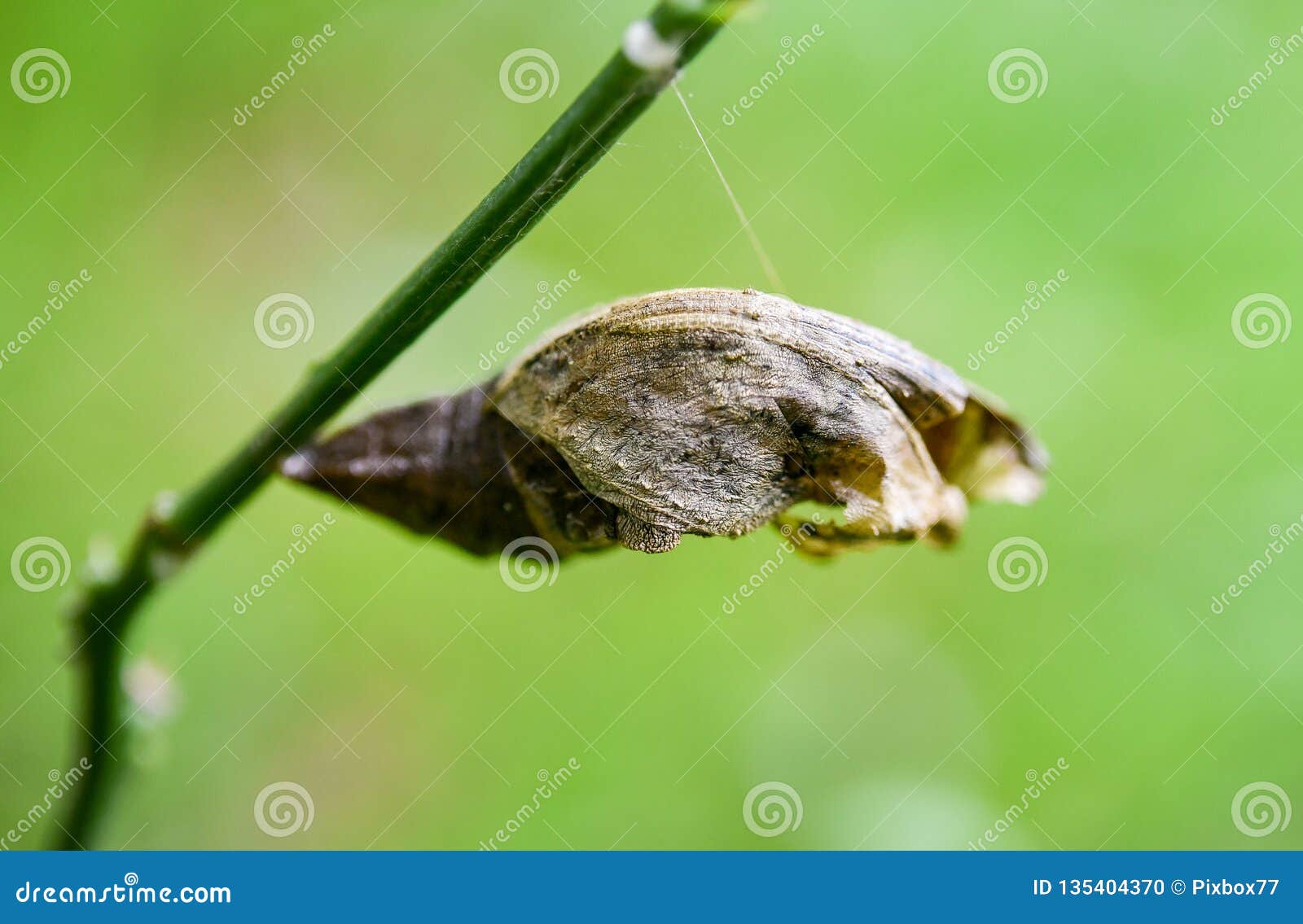 Pupa of Insect at Stem of Tree Stock Photo - Image of garden, vibrant ...