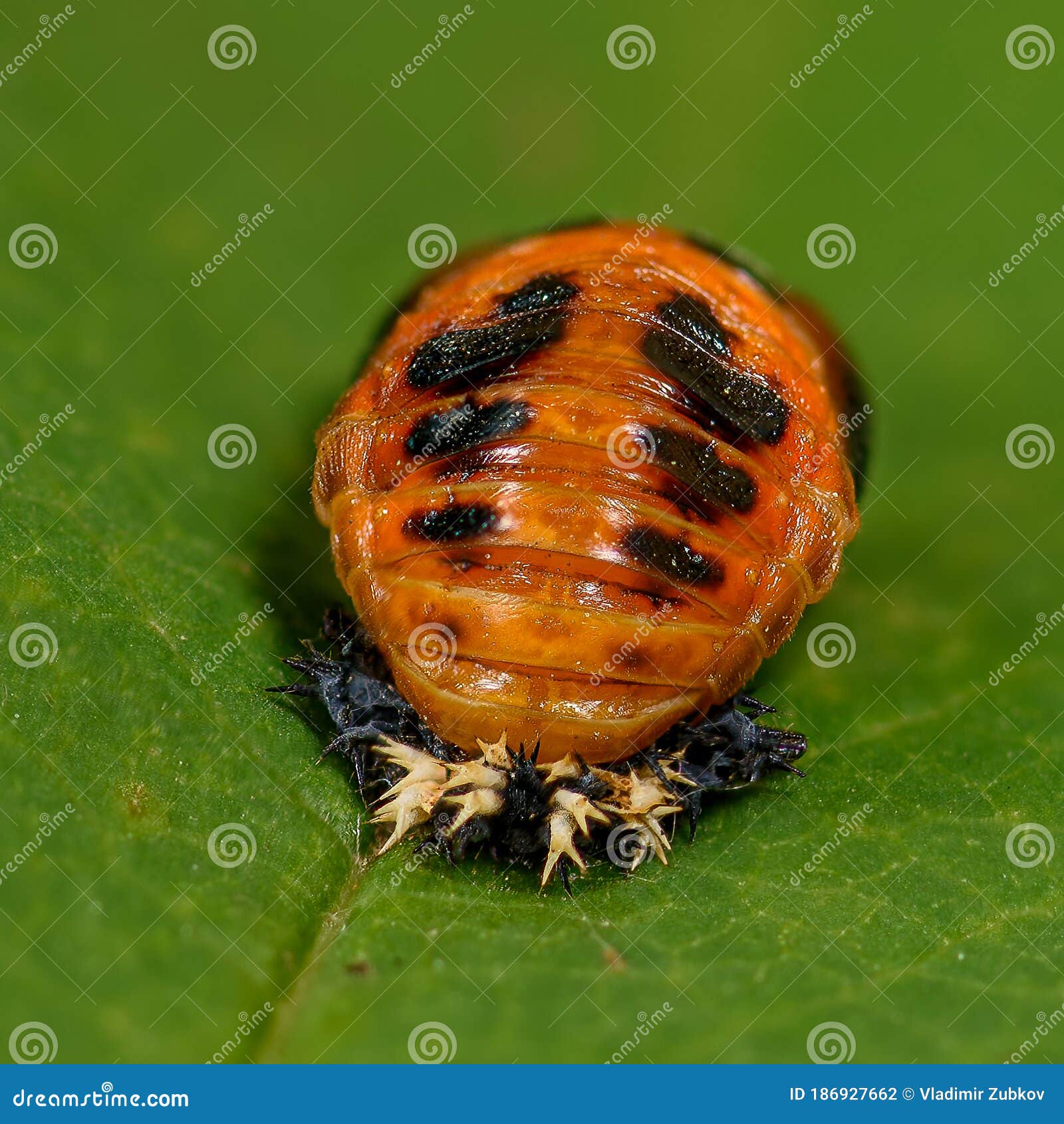 The Pupa of a Ladybug on a Green Leaf Stock Photo - Image of nature ...