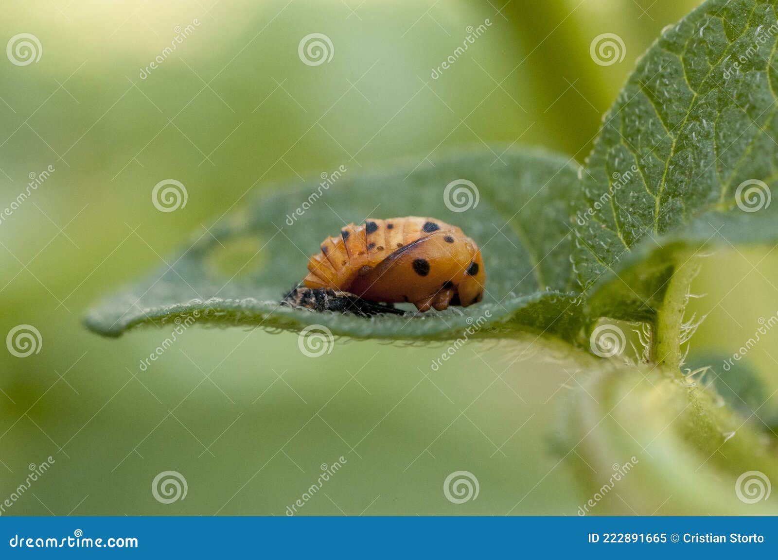 Pupa of Ladybug on the Leaf of a Potato Plant Stock Image - Image of ...