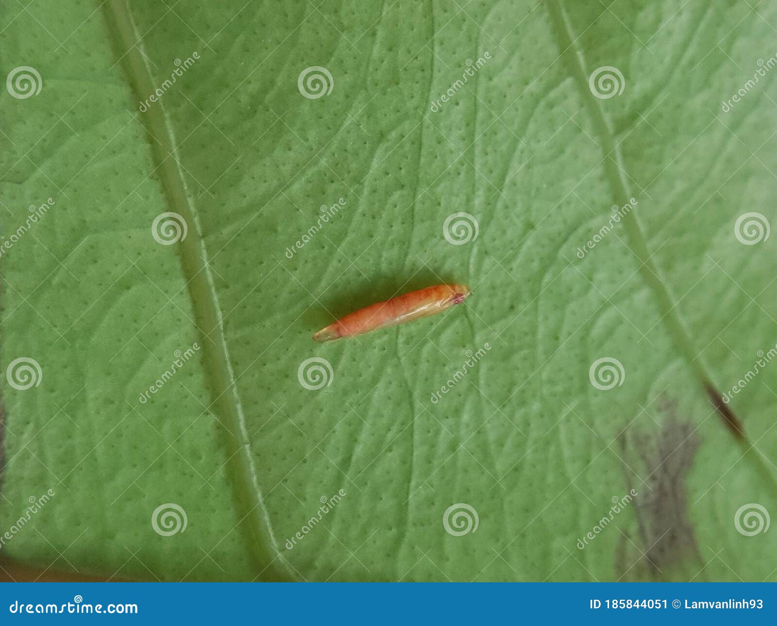 Pupa of Leaf Miner Attack on Rose Apple Leaf in Viet Nam. Stock Image ...