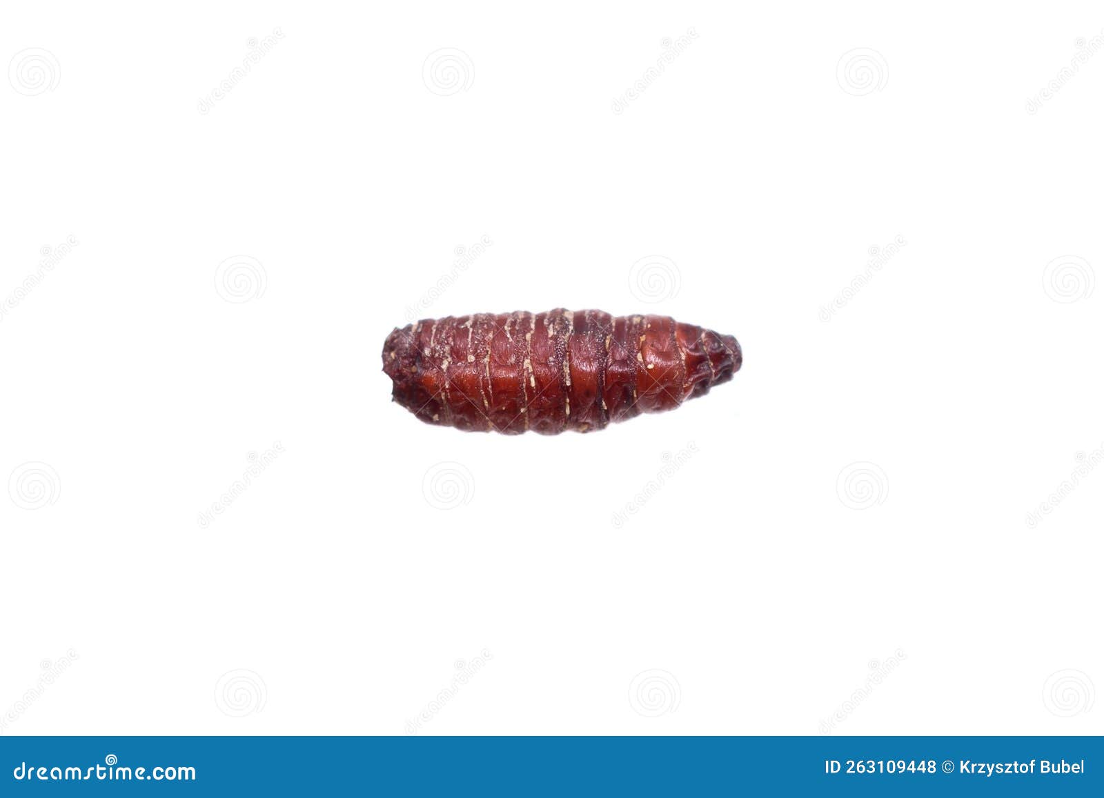 Pupa Marrom De Larvas De Mosca Sobre Fundo Branco Isolado Foto de Stock ...