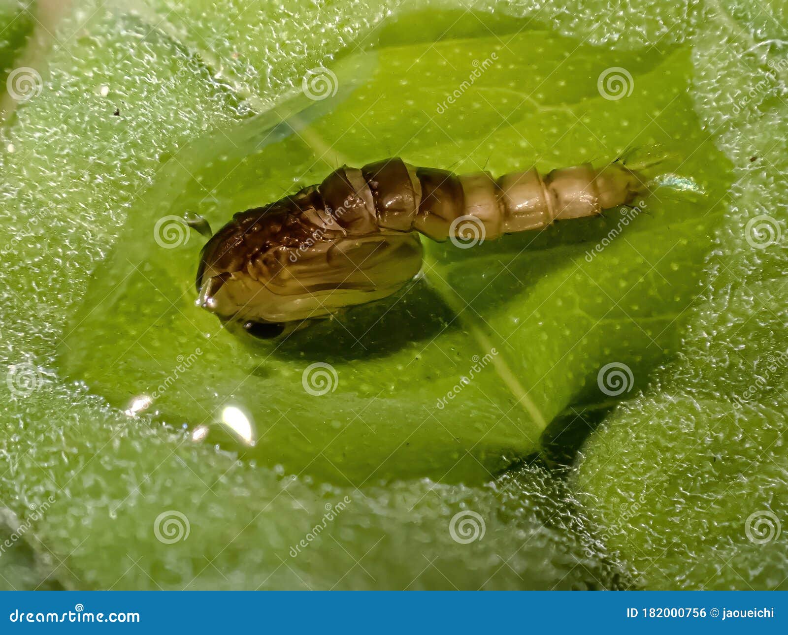 Mosquito pupa closeup stock photo. Image of mosquito - 182000756