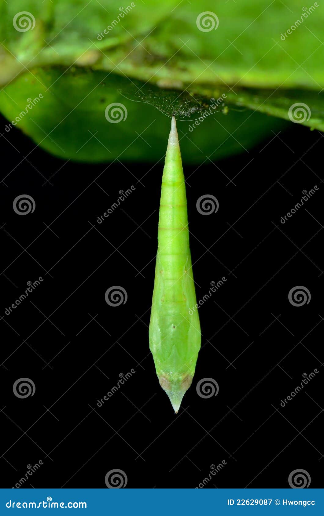 Pupa of moth stock image. Image of caterpillar, spring - 22629087