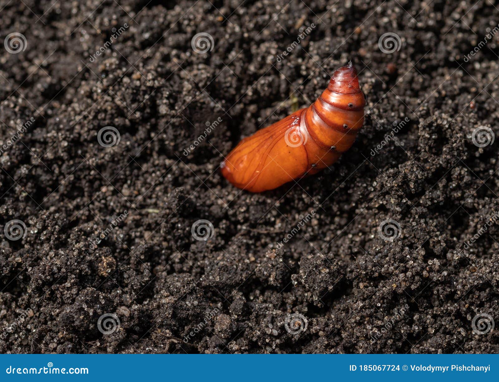 Pupa On Soil Of Crane Fly Is A Common Name Referring To Any Member Of ...