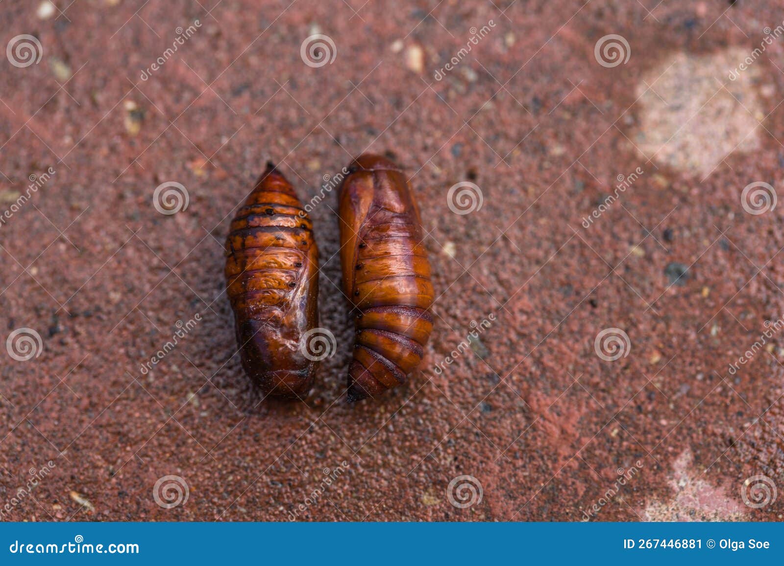 Pupa Moth from the Family Owlet Moths Noctuidae Stock Image - Image of ...