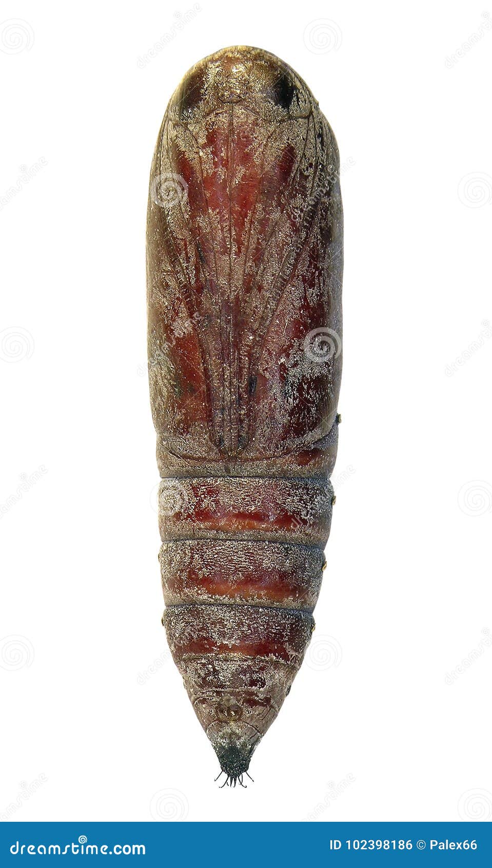 Pupa of moth stock photo. Image of environment, macro - 102398186