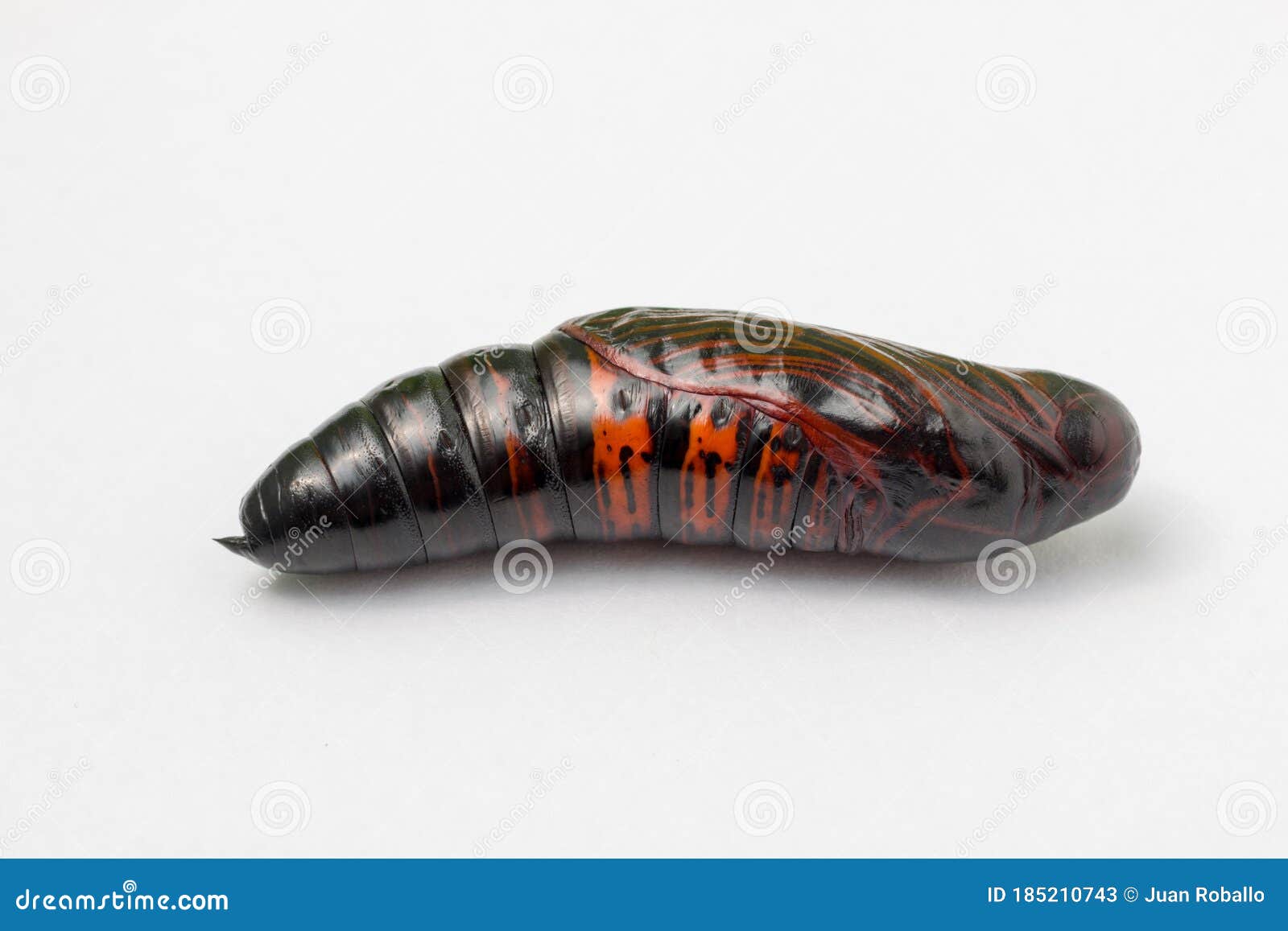 Pupa of a moth isolated stock image. Image of pupa, moth - 185210743