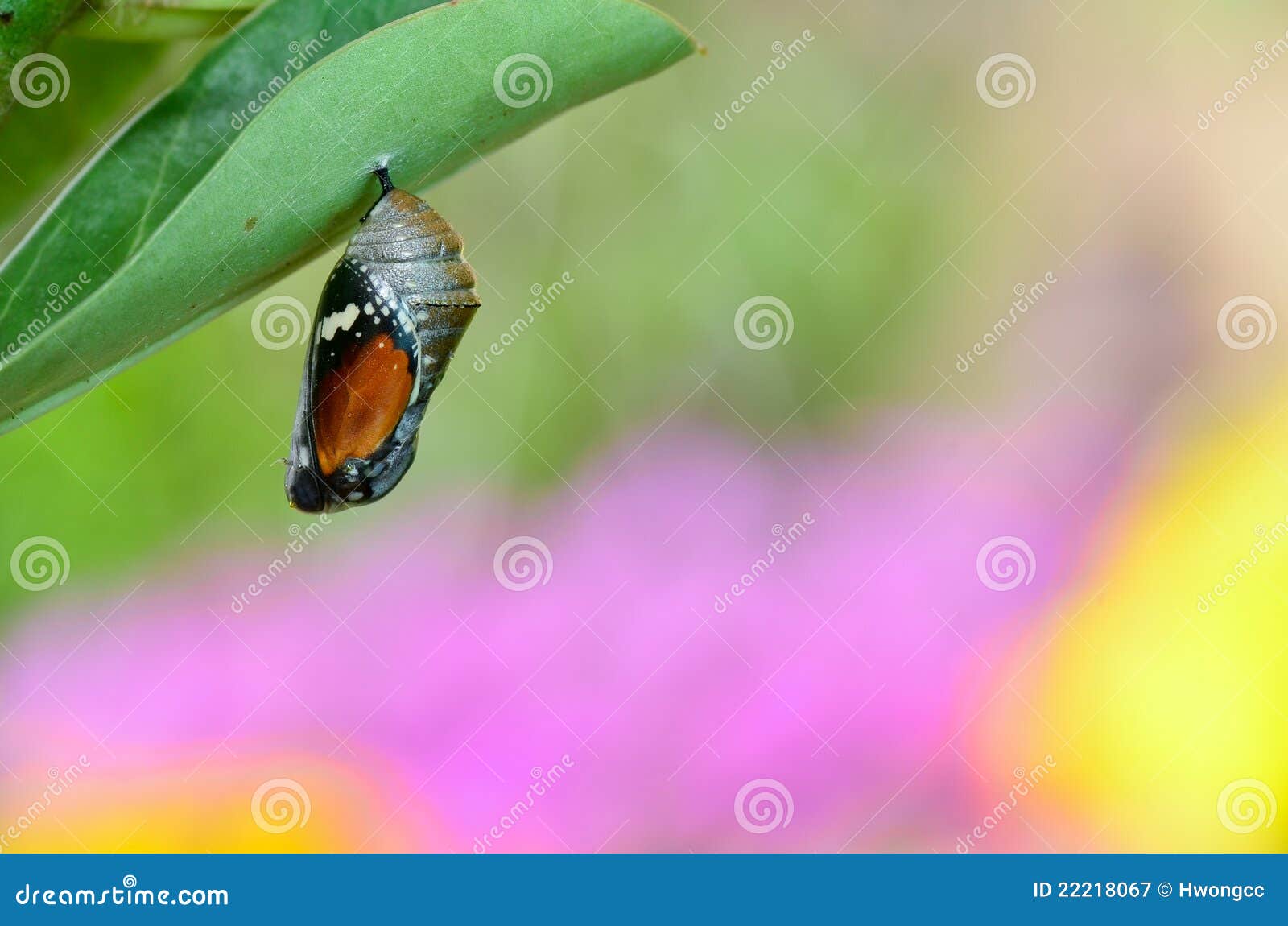 Pupa of Plain Tiger Butterfly Stock Image - Image of hope, evolution ...