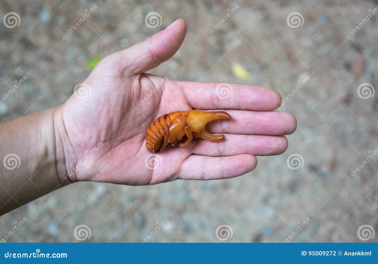 Pupa Siamese Rhinoceros Beetle or Fighting Beetle Stock Photo - Image ...