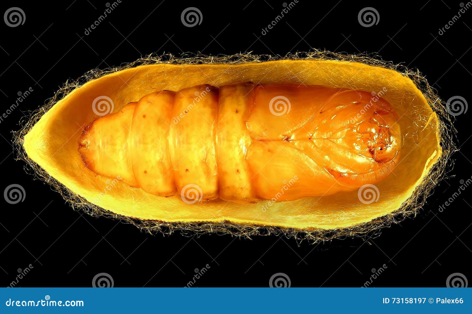 Pupa. Silk Moth stock image. Image of larvae, china, macro - 73158197