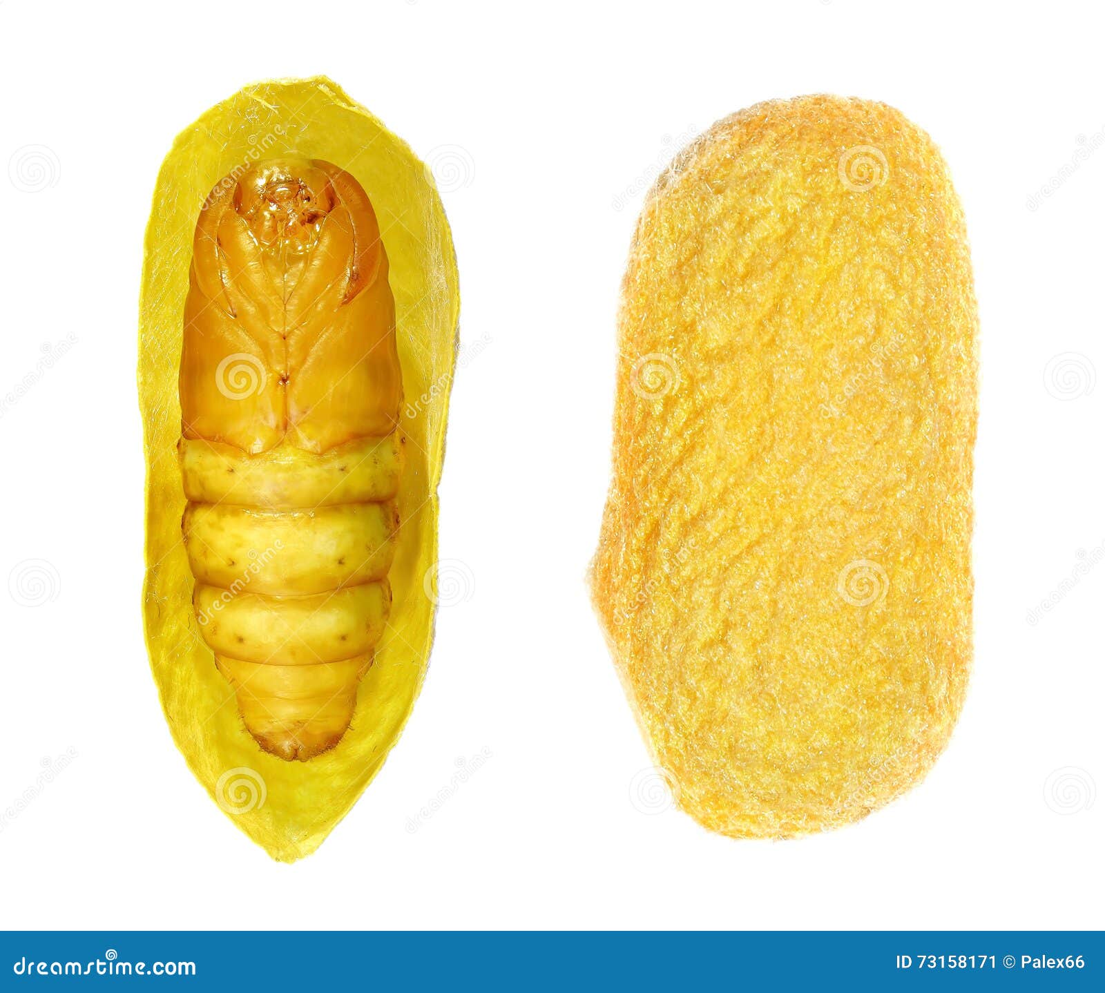 Pupa. Silk Moth stock image. Image of fabric, confusion - 73158171