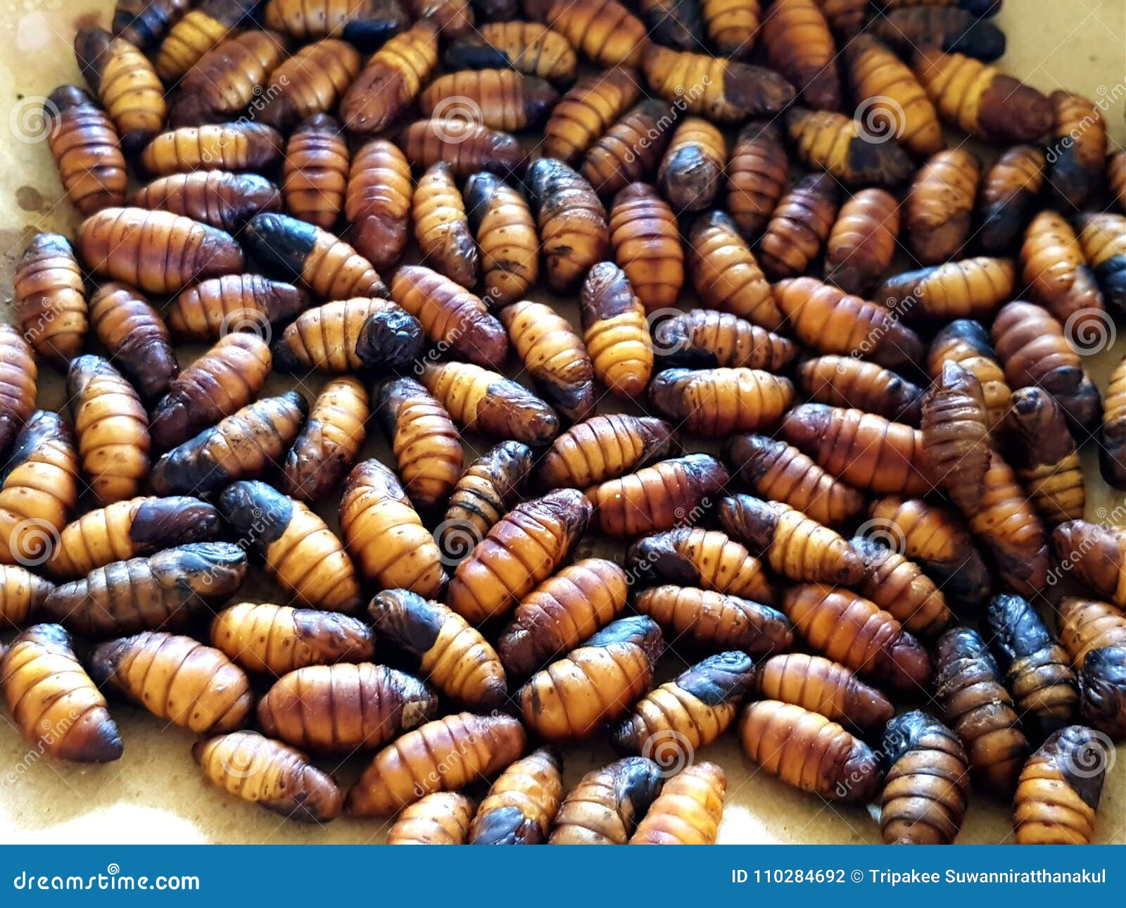 Pupa of Silkworms on Basket Stock Photo - Image of insect, leaf: 110284692
