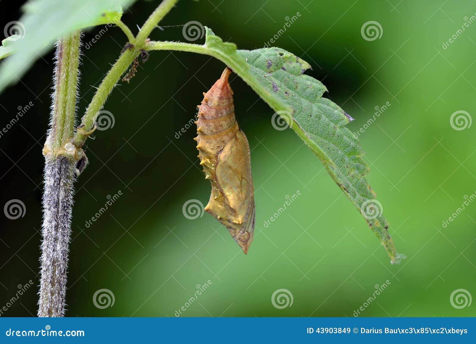 Pupa stock image. Image of butterfly, pupa, macro, hang - 43903849