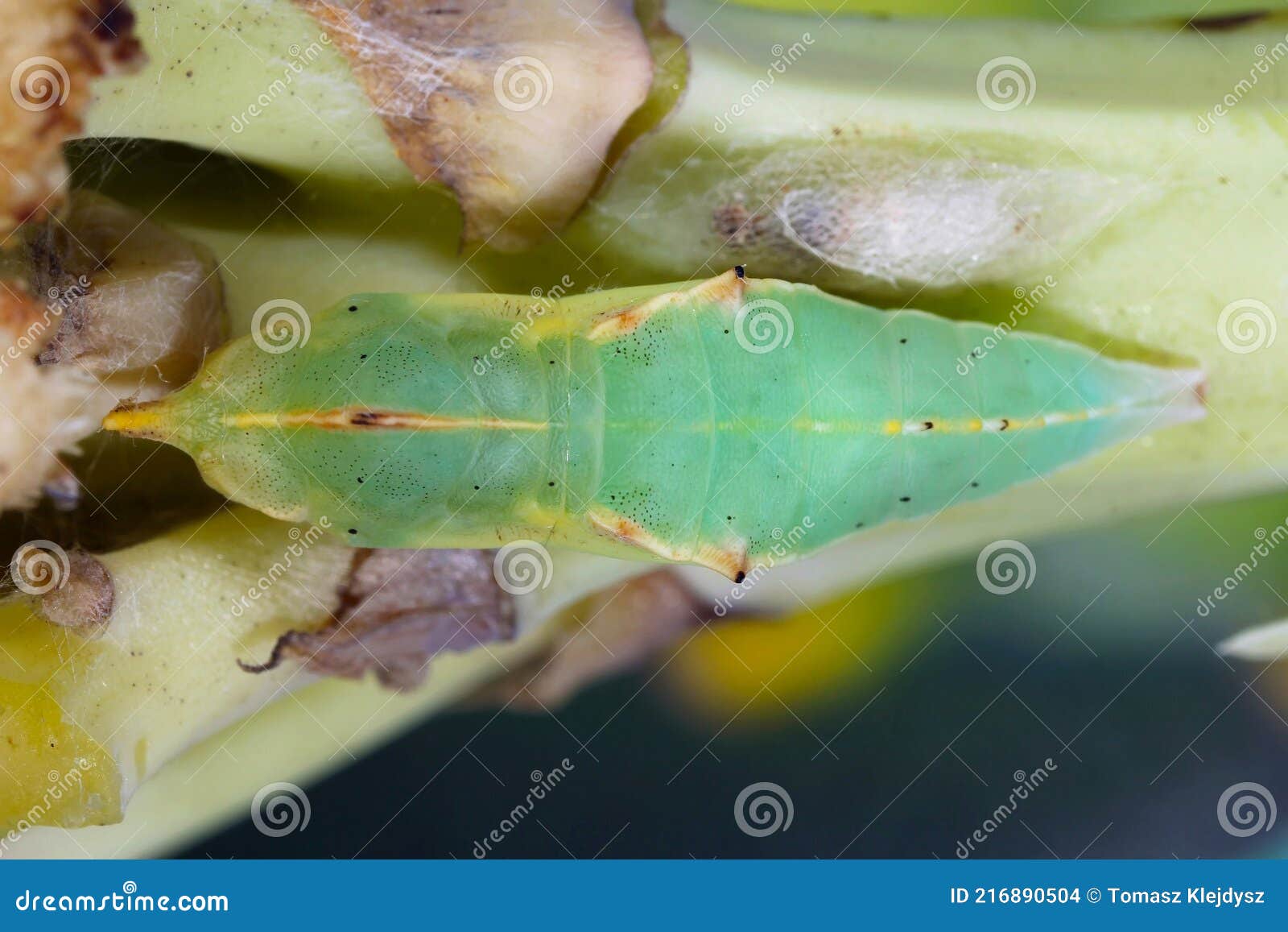 Pupa of the Small White or Small Cabbage White Pieris Rapae on Damaged ...