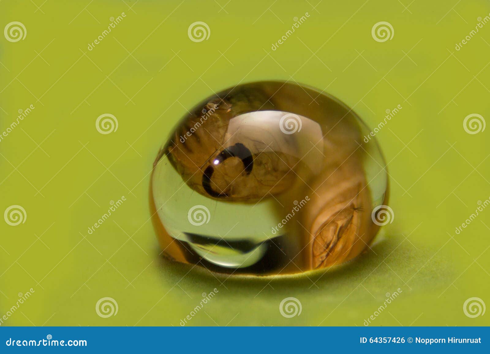 Pupa stage stock photo. Image of water, dark, detail - 64357426