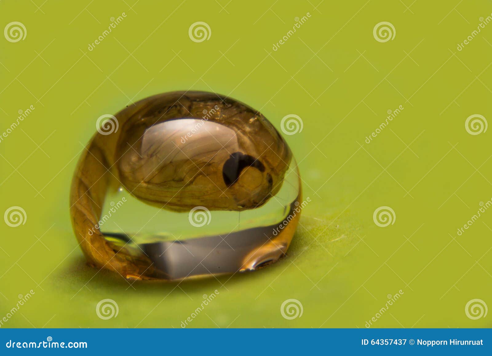 Pupa stage stock image. Image of closeup, black, malaria - 64357437