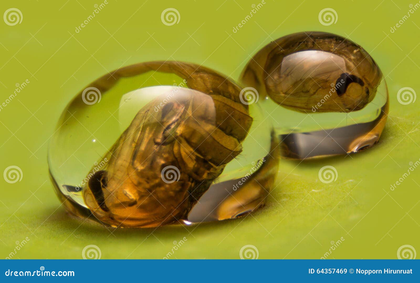 Pupa stage stock image. Image of insect, leave, drop - 64357469