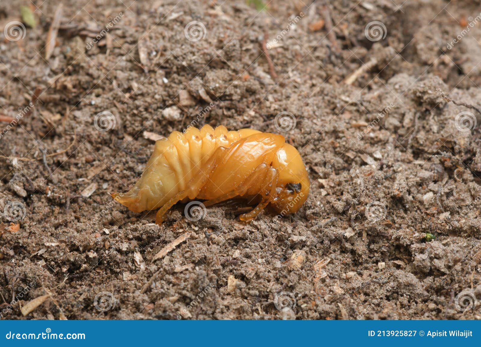 Pupa or Worm on Nature Background. Stock Image - Image of insect, plant ...