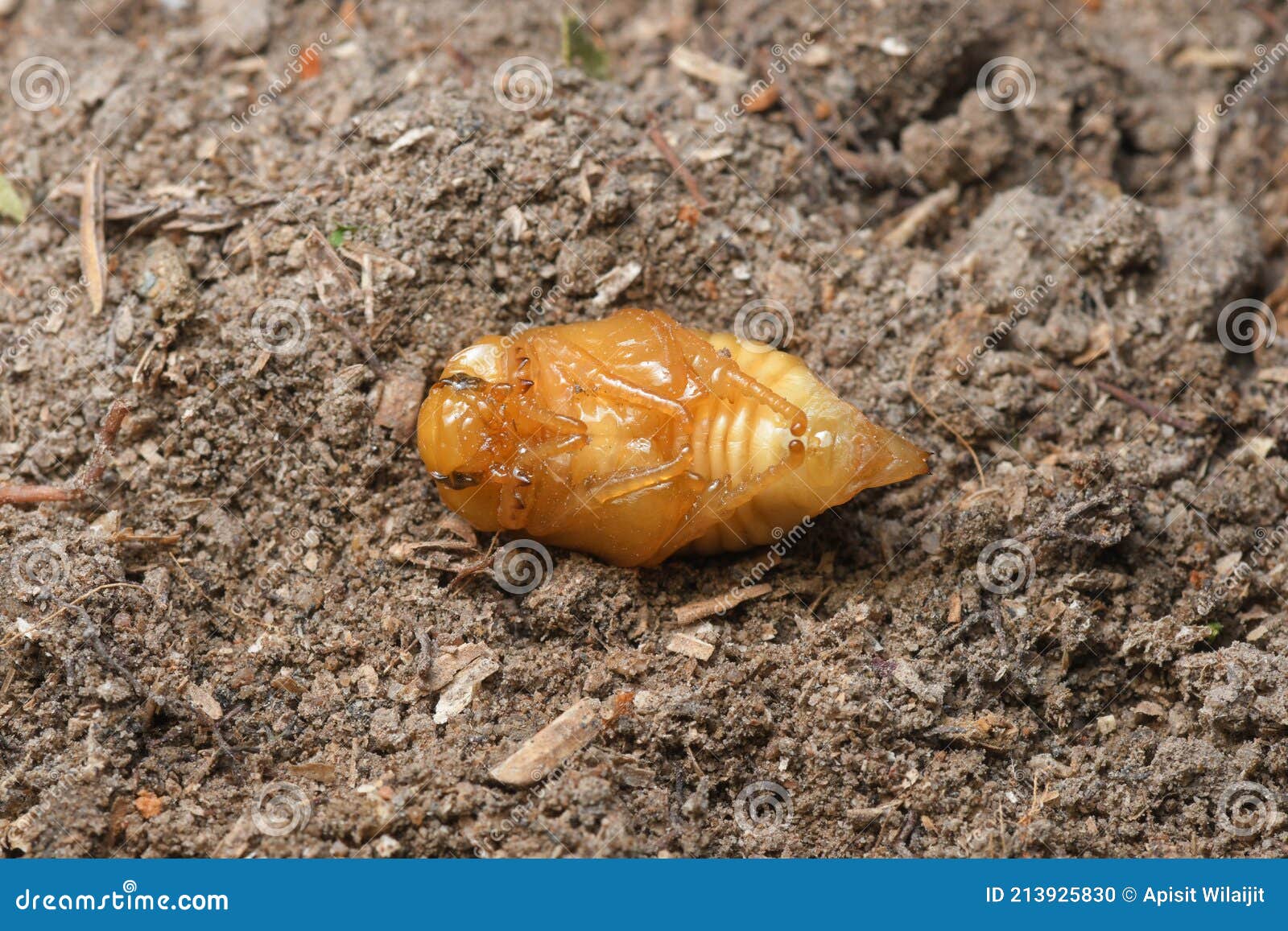 Pupa or Worm on Nature Background. Stock Photo - Image of environment ...