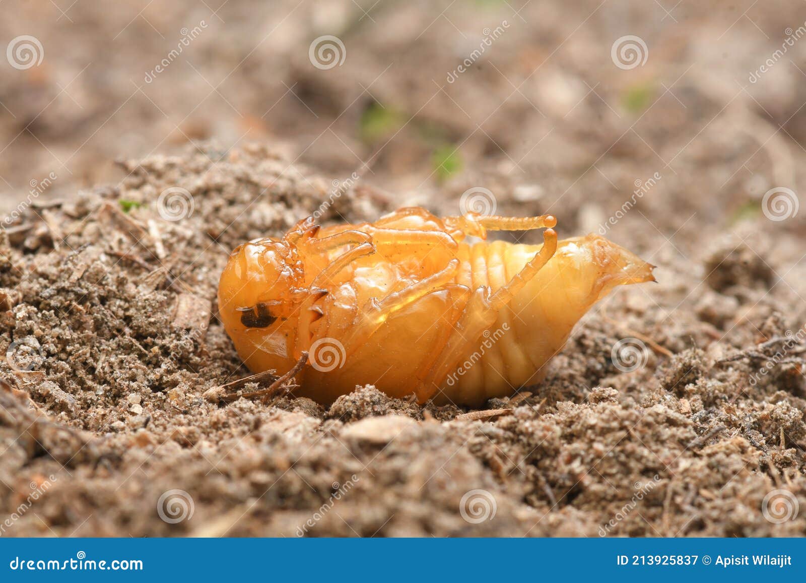 Pupa or Worm on Nature Background. Stock Image - Image of outdoor ...